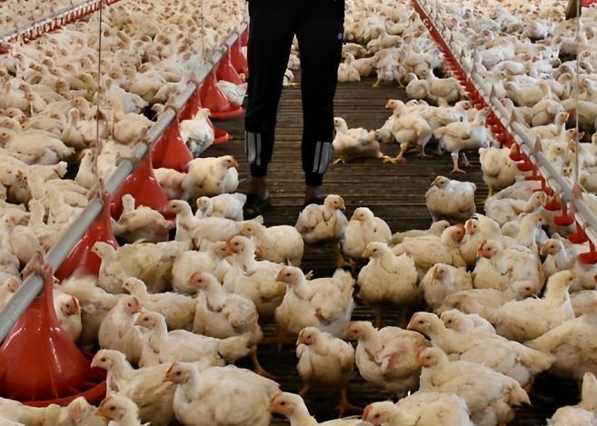 Poultry farm ordered closed after three strikes