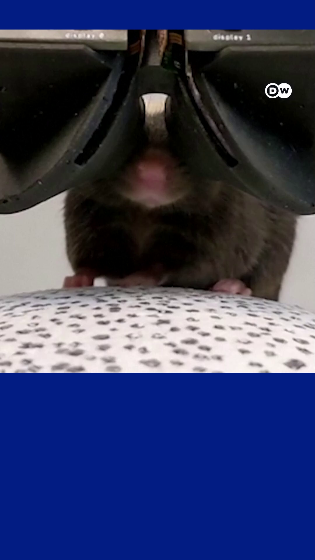 Mice in VR: A New Way to Study the Brain