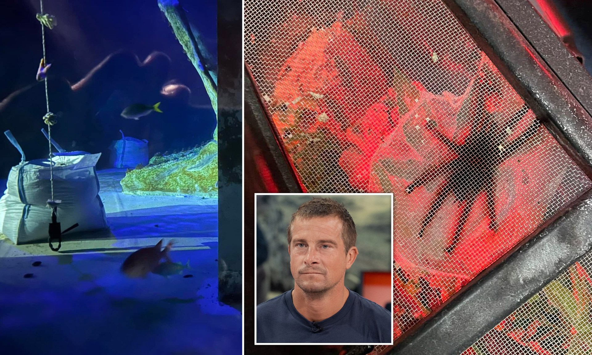 Urban explorers find live sharks and spiders still inside empty Bear ...