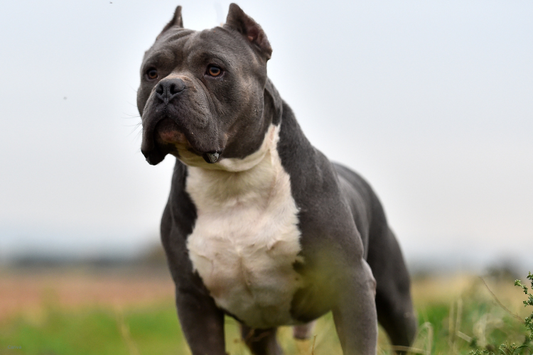 12 Brutal Facts About Deadly Dogs and Their Terrible Owners