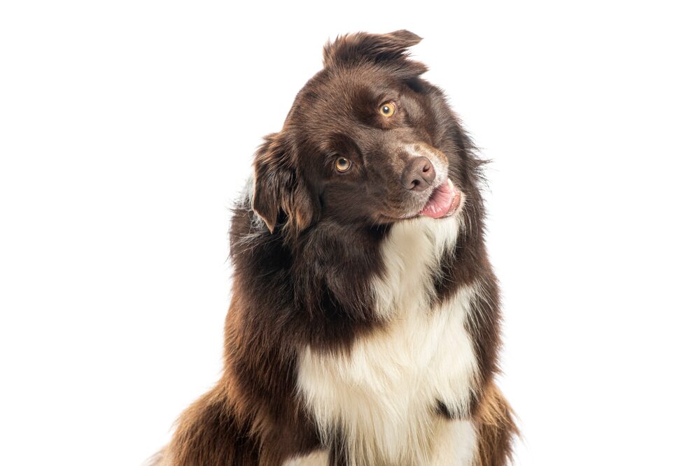 10 Secret Signals Your Pet is Trying to Tell You (But You’re Missing Them)