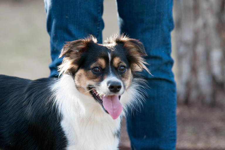 Velcro Dogs 2025: Here are the 13 clingy breeds of adorable dog likely ...