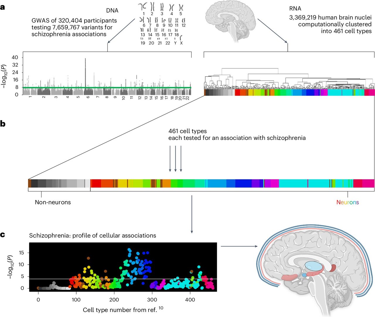 Brain-cell 'periodic table' for psychiatric disorders reveals new ...