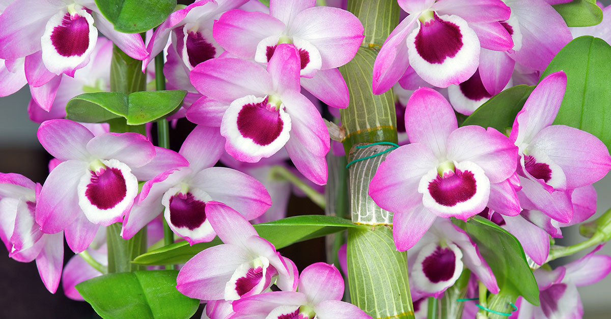 10 Tips On How To Take Care Of Your Orchid Plants