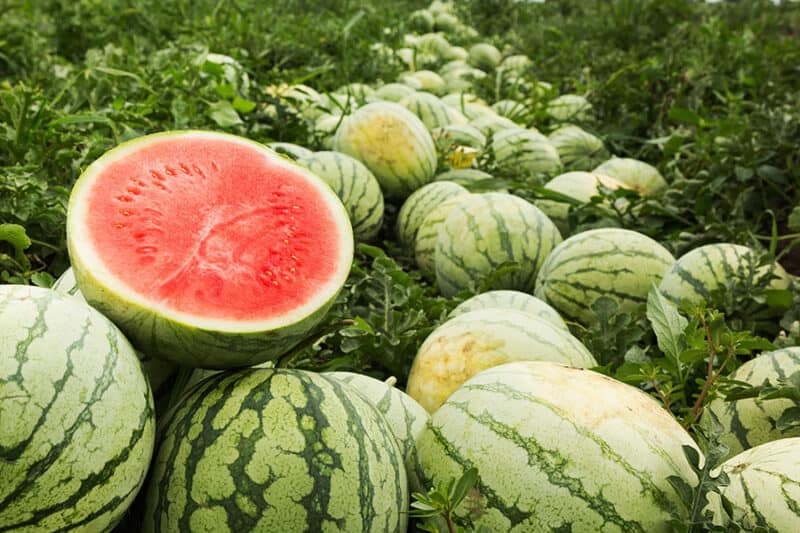 Moroccan watermelon exporters hit by slumping European demand and ...
