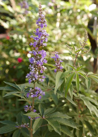 How to Grow a Chaste Tree (Vitex) for Its Beautiful Purple Flowers