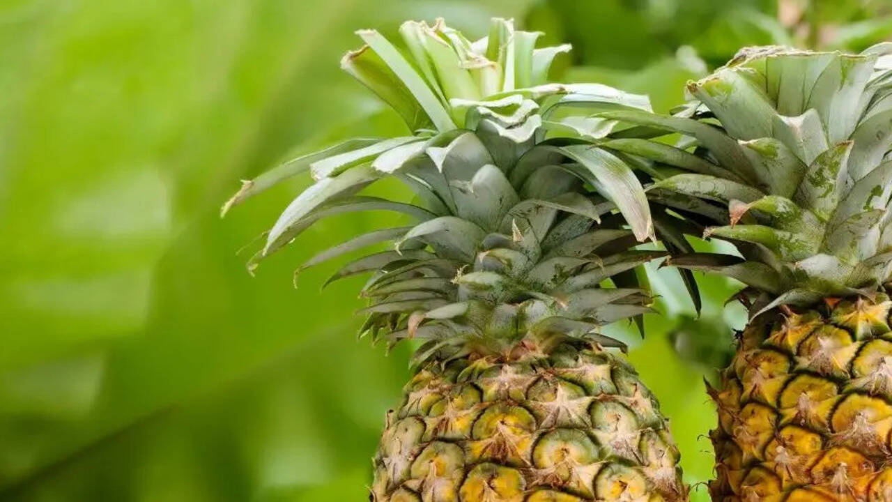 Is It Safe To Eat Pineapples During Pregnancy?