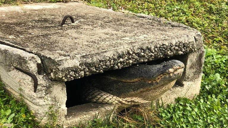 See it: Florida storm drain traps 10-foot alligator, triggers urgent ...