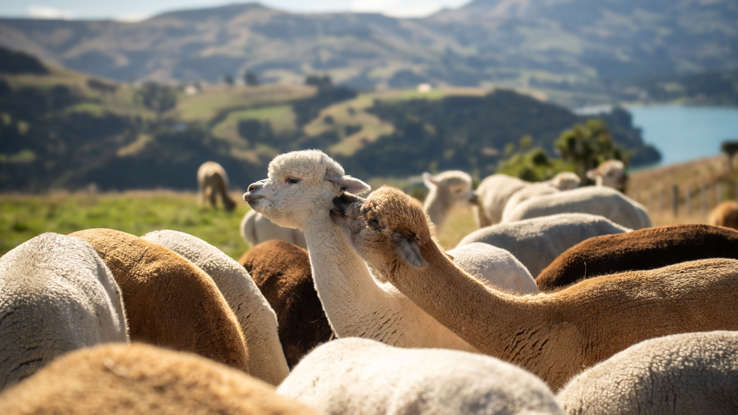 20 Fun Alpaca Facts You Should Know 20 Fun Alpaca Facts You Should Know