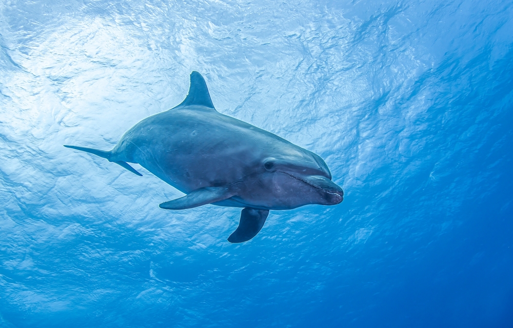 13 Cool Human-Like Behaviors Dolphins Totally Pull Off