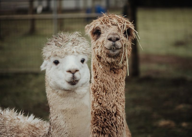 20 Fun Alpaca Facts You Should Know