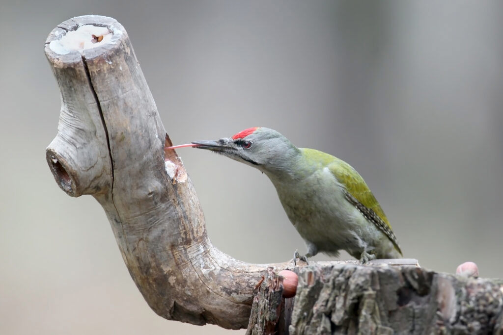 11 Weird & Wonderful Facts About the Woodpecker 11 Weird & Wonderful Facts About the Woodpecker