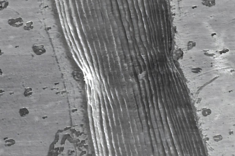 Cable bacteria conduct protons over 100 micrometers, hinting at ...