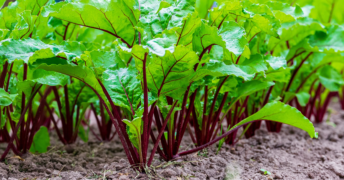 Beets May Be The Healthy Vegetable Your Garden Has Been Missing