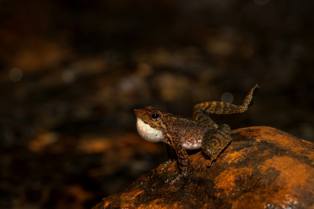 13 Animal Behaviors So Bizarre They Defy Even Scientific Explanation