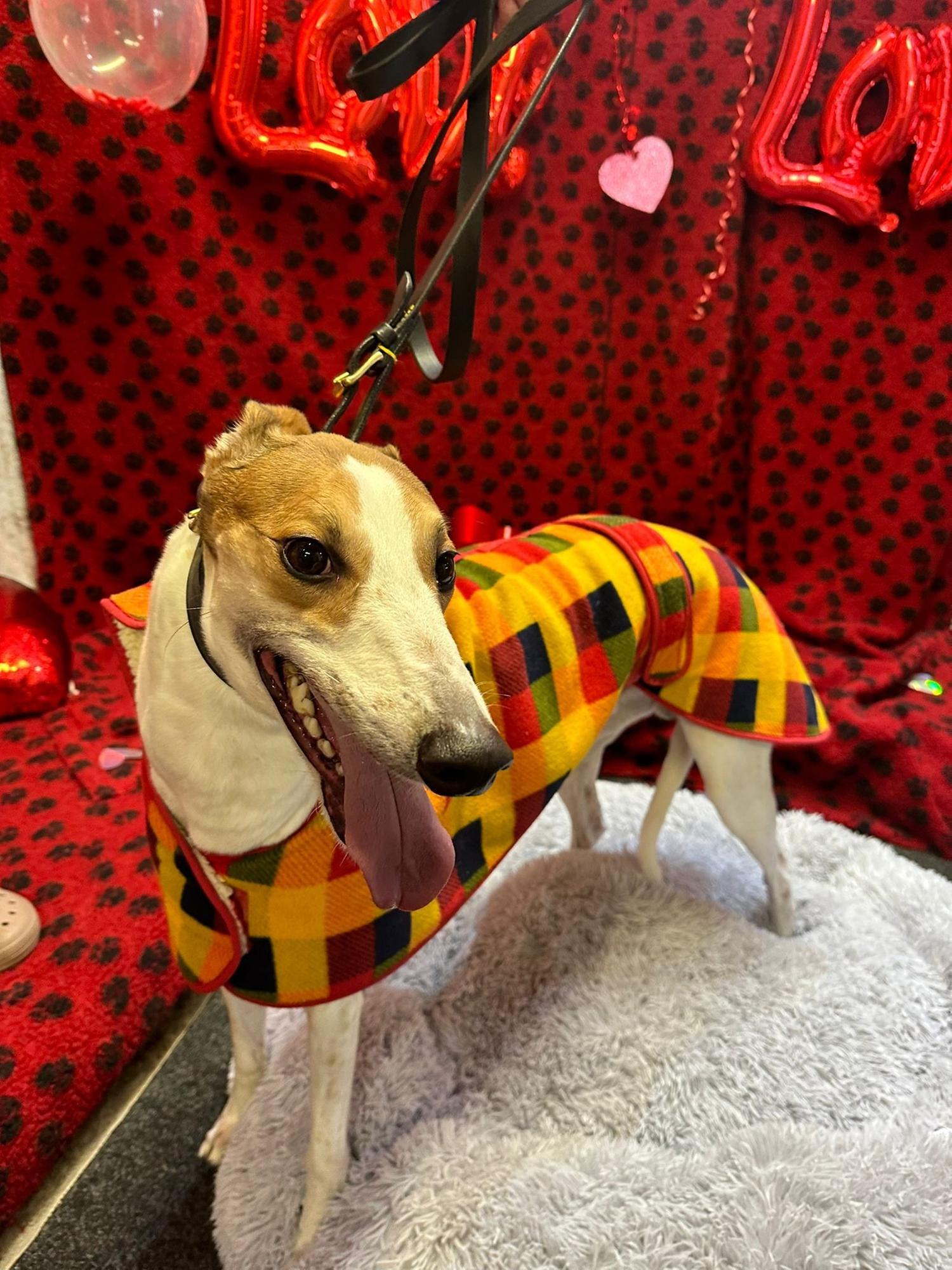 Retired greyhound Toby spreads the word how ex-racers make fantastic pets