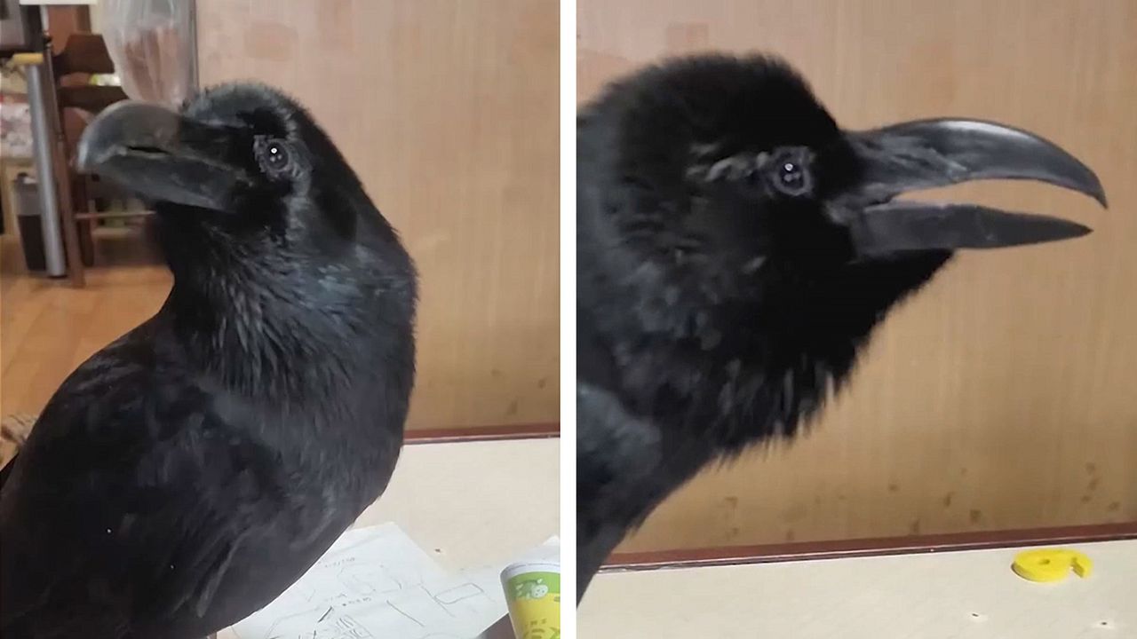 Pet crow learns how to talk in strange, husky growl