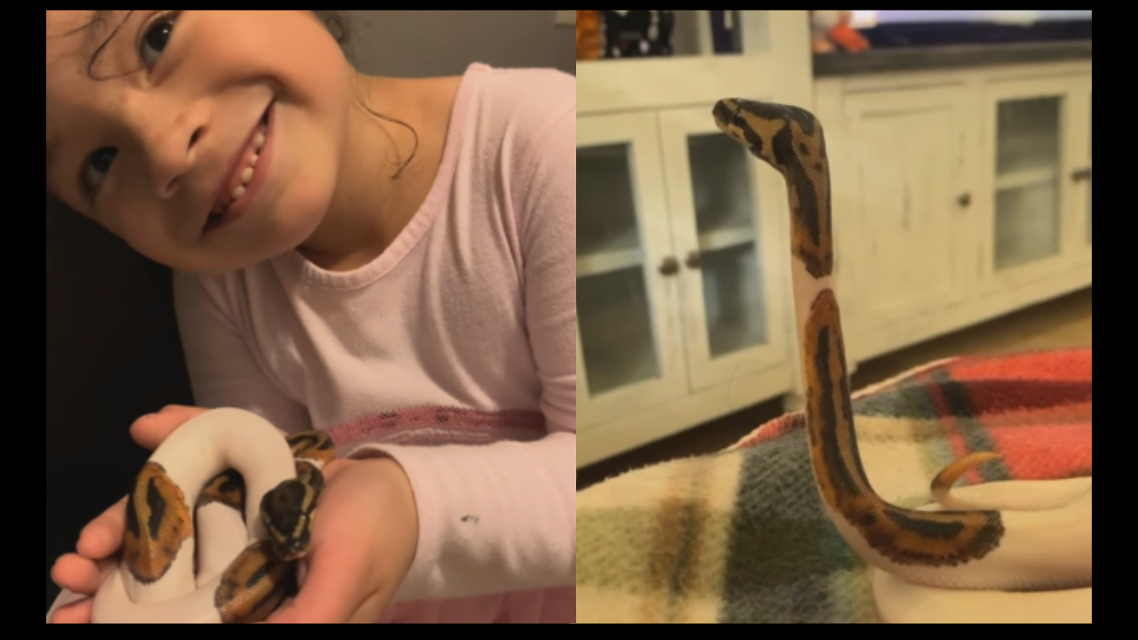 Ball Python Turns Into ‘iPad Kid’! Little Girl’s Playtime With Pet ...