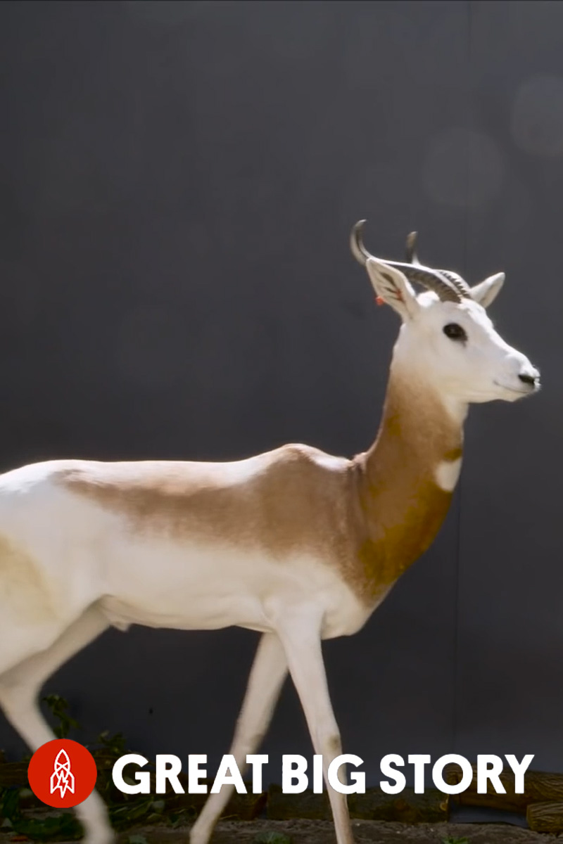 The endangered beauty of the Addra gazelle