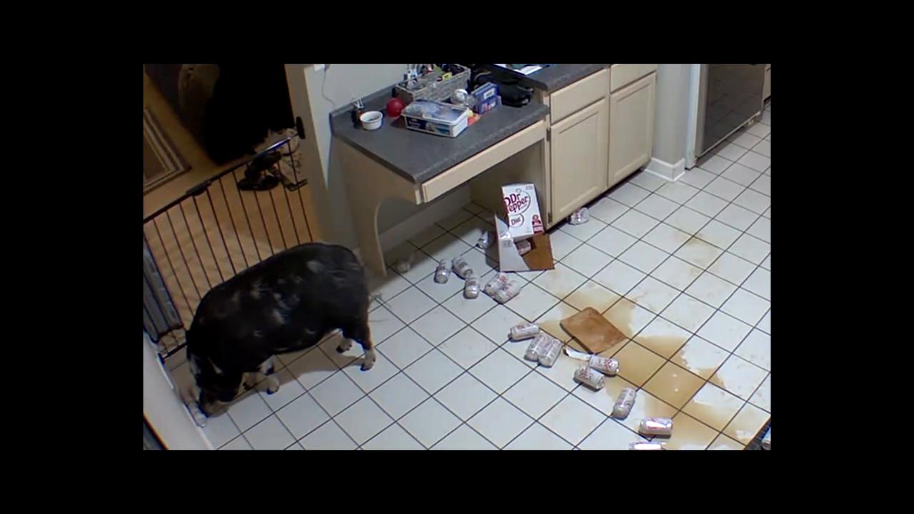 Pig Drinks Case Of Peppery Soda