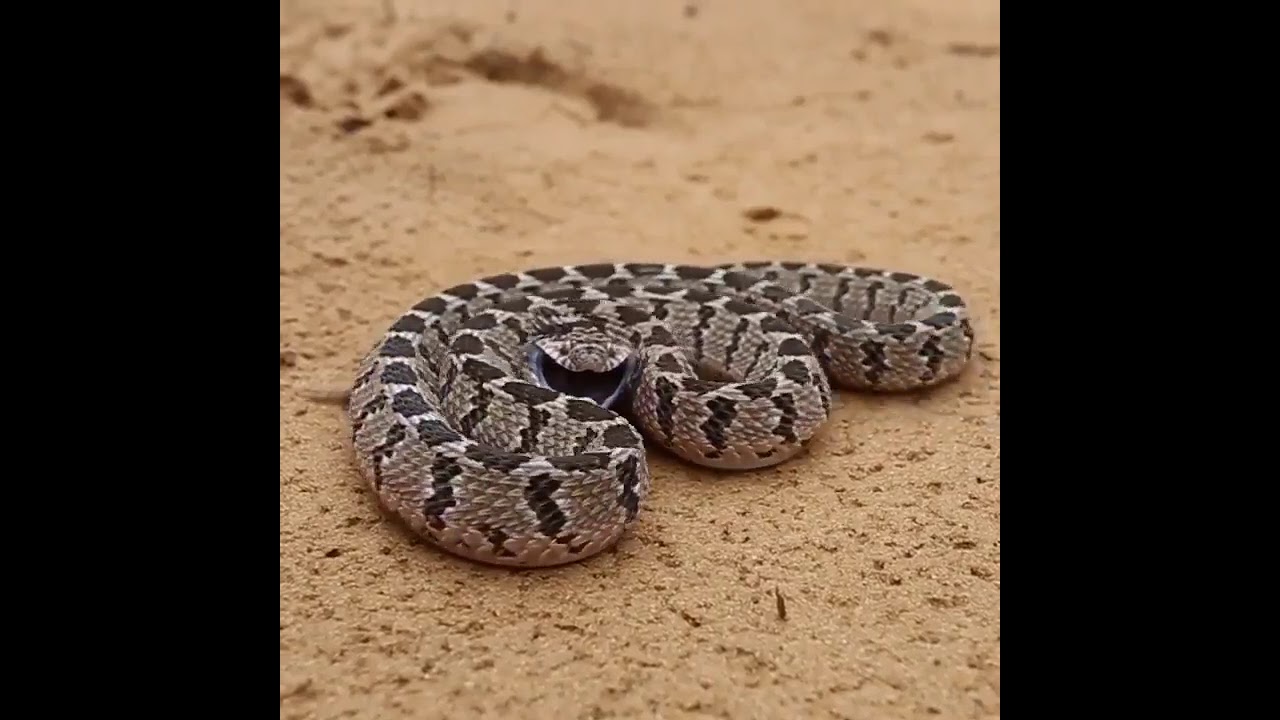Must-See Rhombic Egg-Eater Snake Shows Off Unique Traits