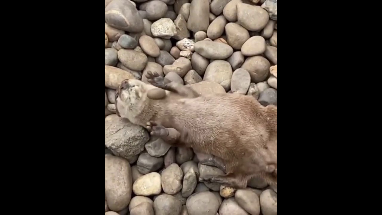 Playful Otter Shows Off Its Fun Side in Nature