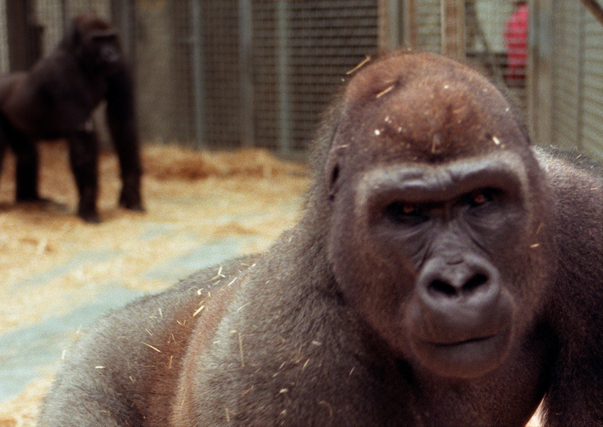 The most notorious zoo escapes in the world