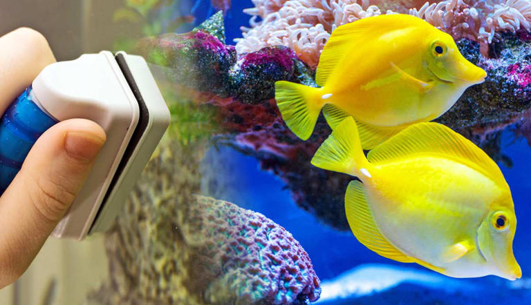 Is Keeping a Saltwater Fish Tank Difficult?