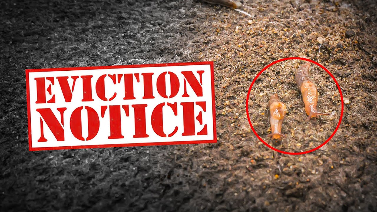I Evicted Slugs from a Cute Rug & Gave Them a New Home! | Satisfying ...