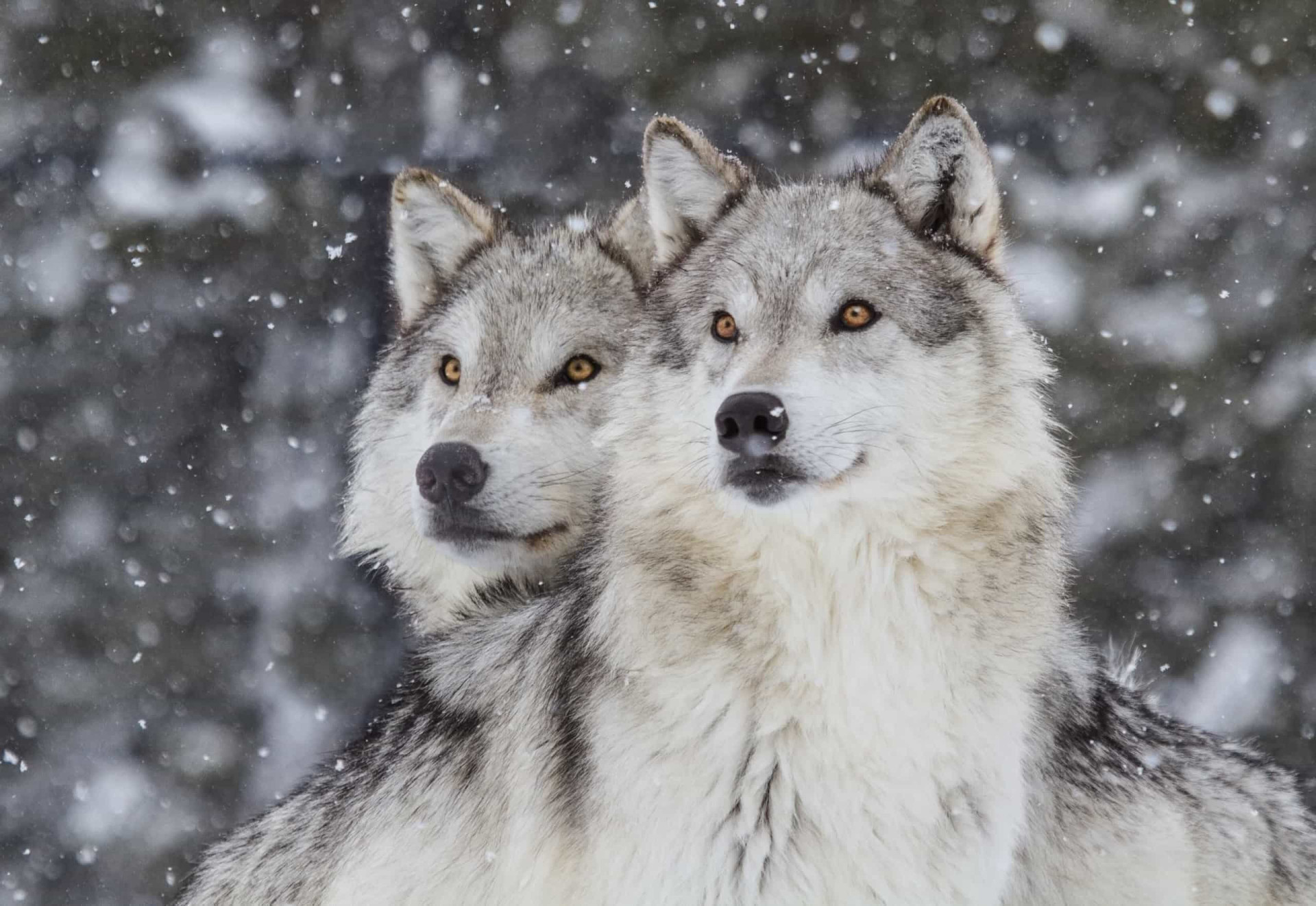 Ejemplos fascinantes de monogamia en el reino animal