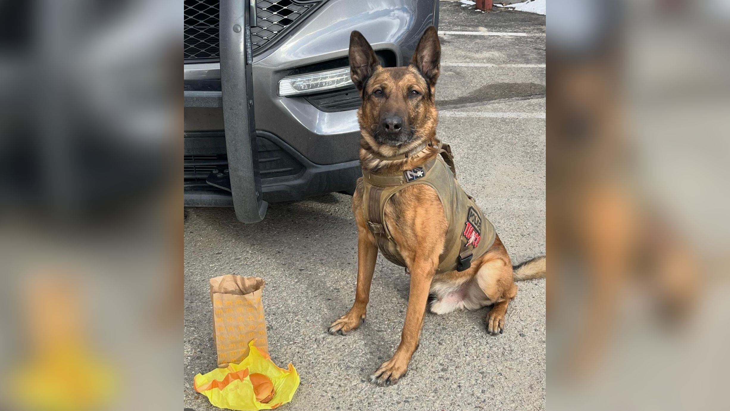 Madison Police K9 dies after recovery from bone cancer