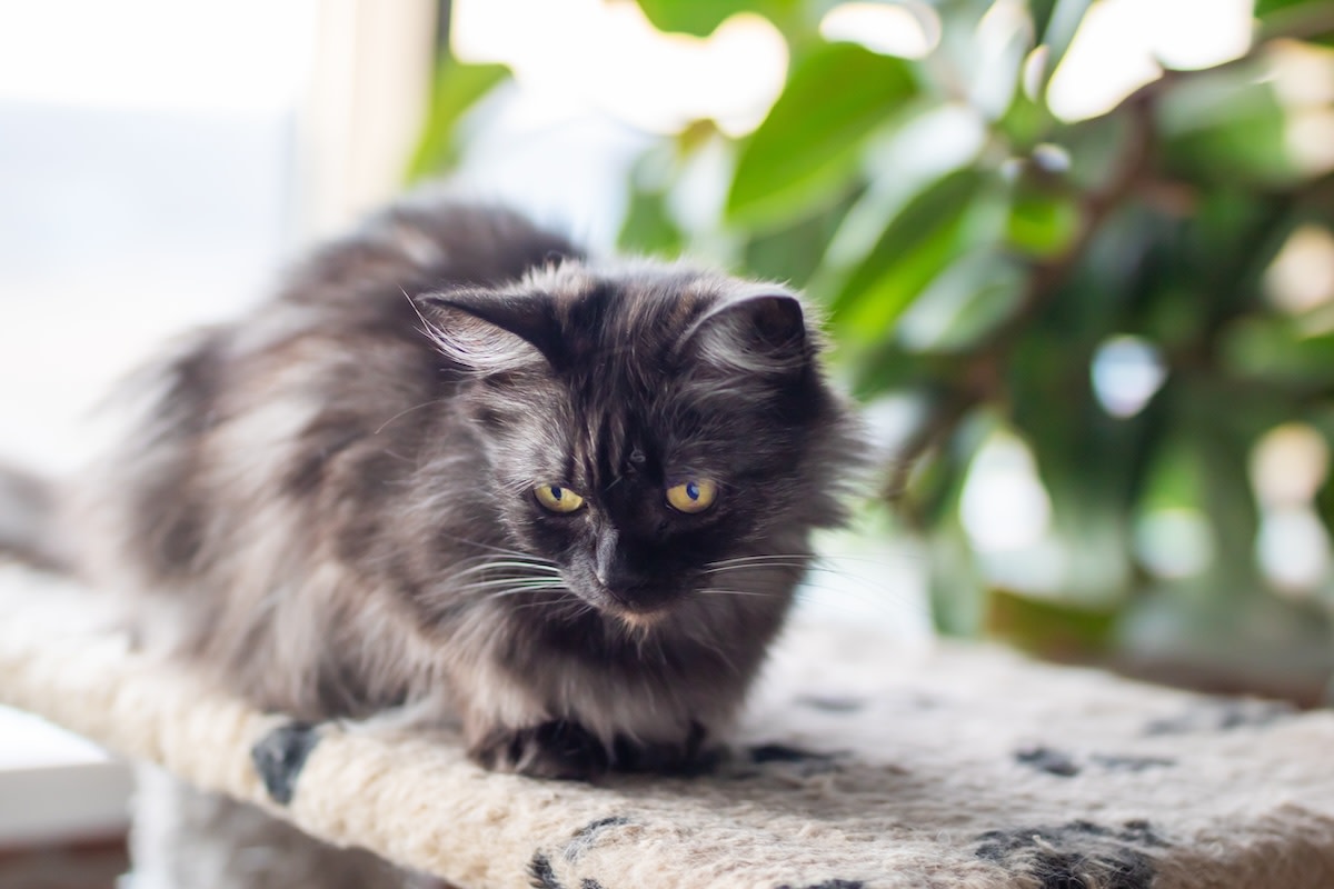 Sweet Toothless Dwarf Cat's Annoyed Meows at Brother Make Her Queen of ...