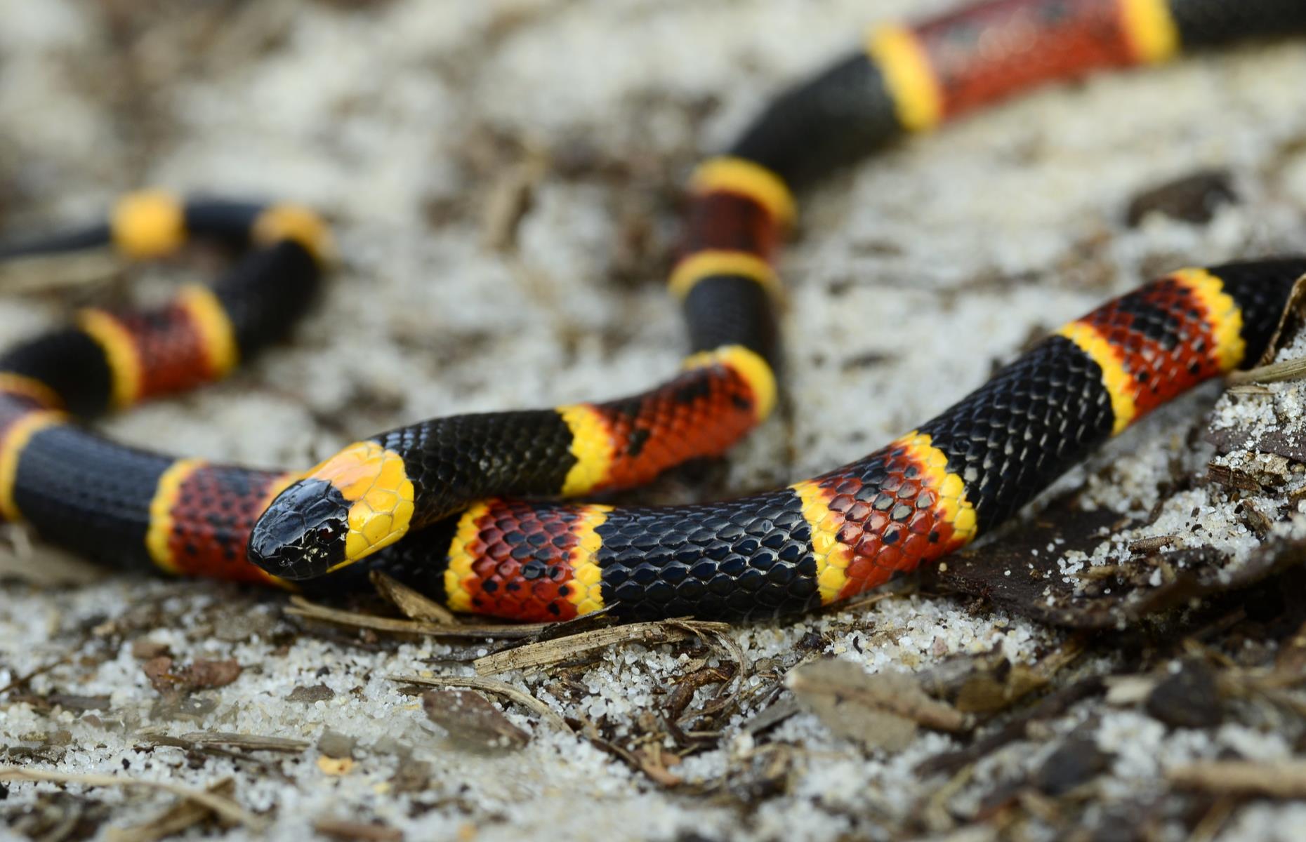 De veneno de serpiente a platino: El fascinante ranking de las ...