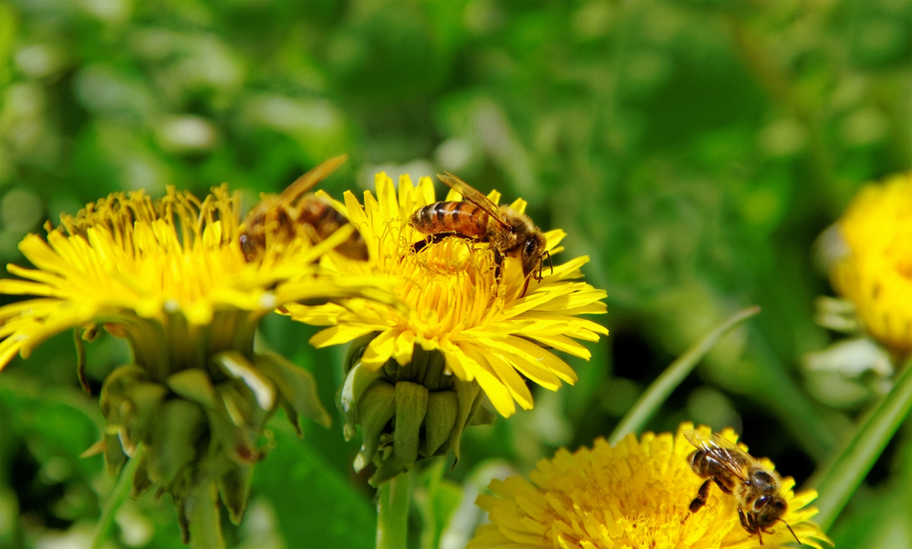 20 backyard wildlife habitat ideas that help local ecosystems