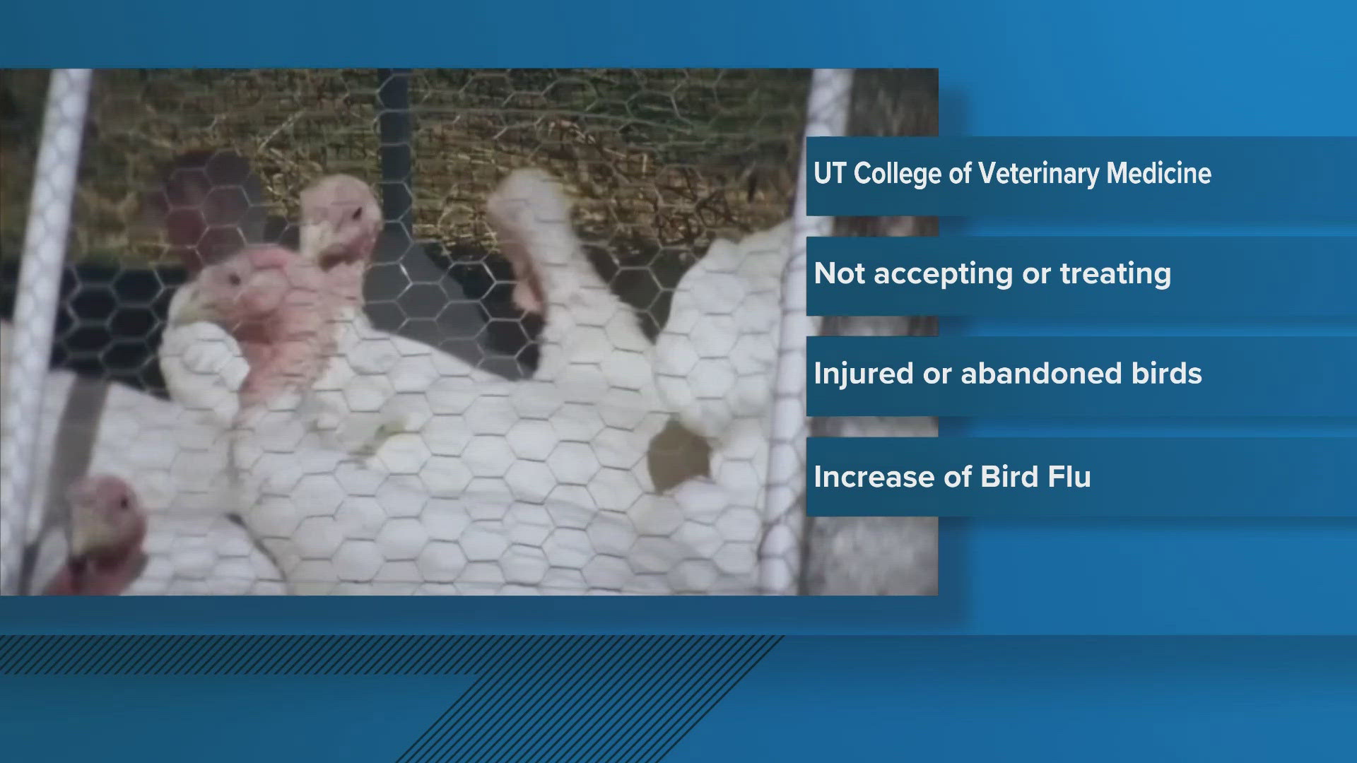 Bird flu outbreak prompts public health warnings, safety measures in ...