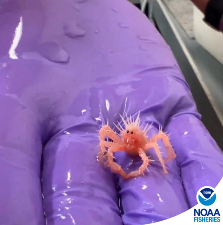 Confused crab wins hearts on the internet: ‘This is the cutest ...