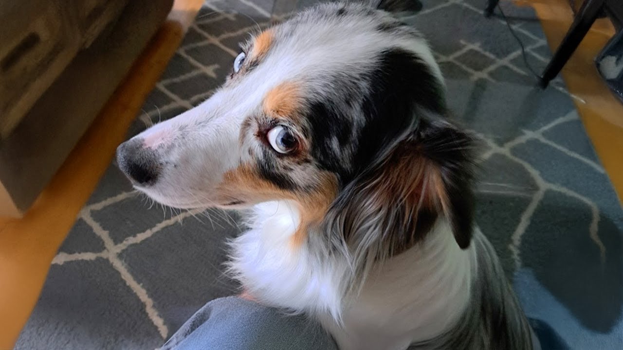 Aussie Dog Shows True Personality in Funniest Moments