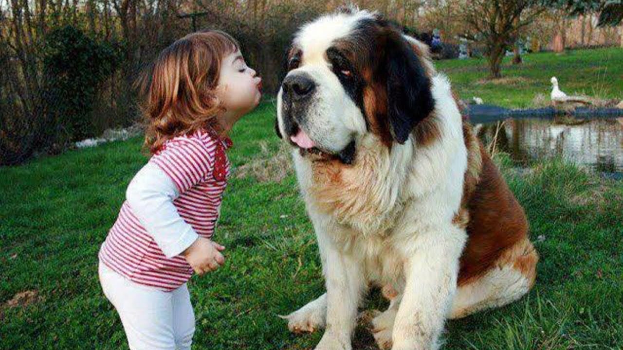 How a dog and baby become the ultimate dynamic duo