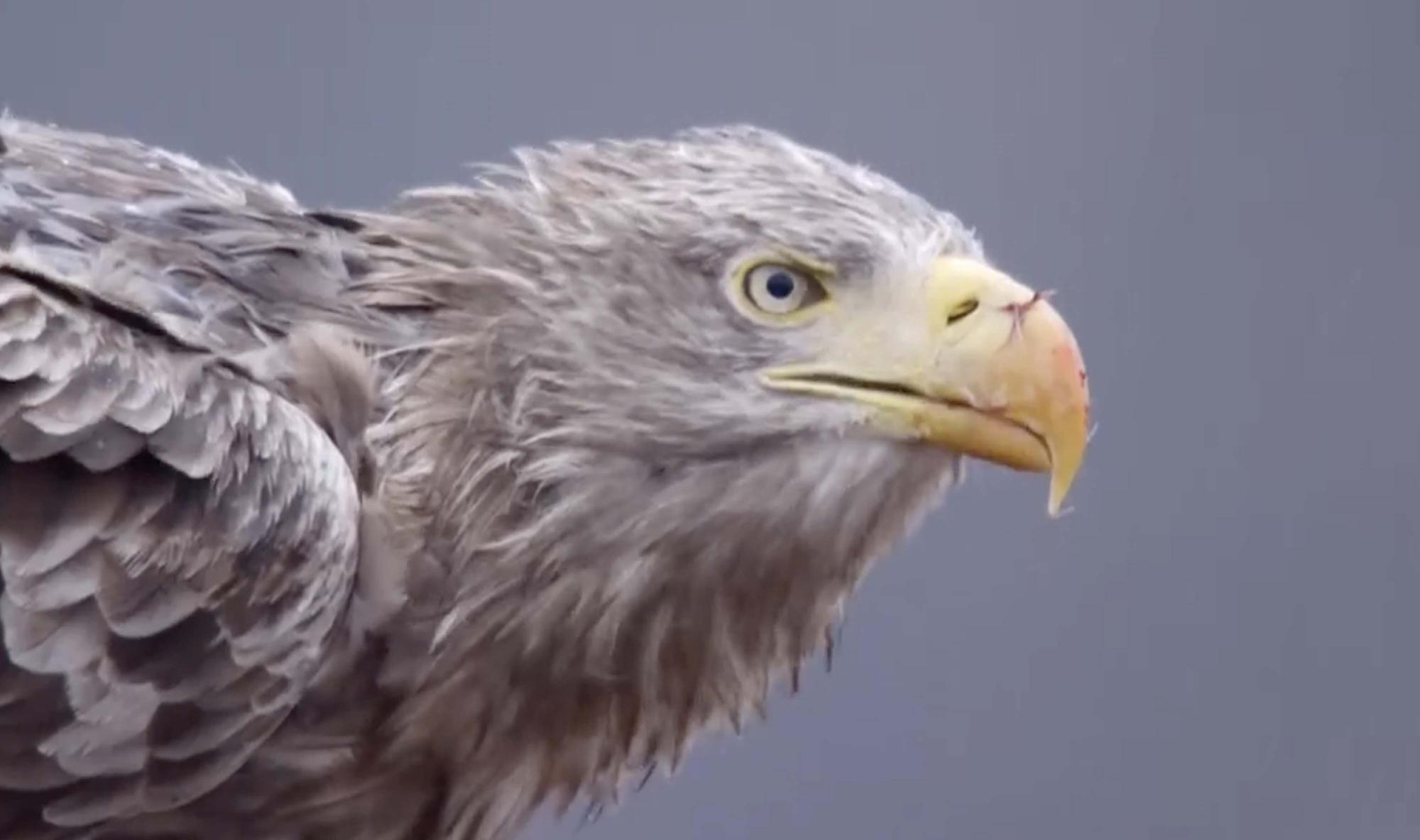 Chris Packham, Michaela Strachan and Iolo Williams present the ...