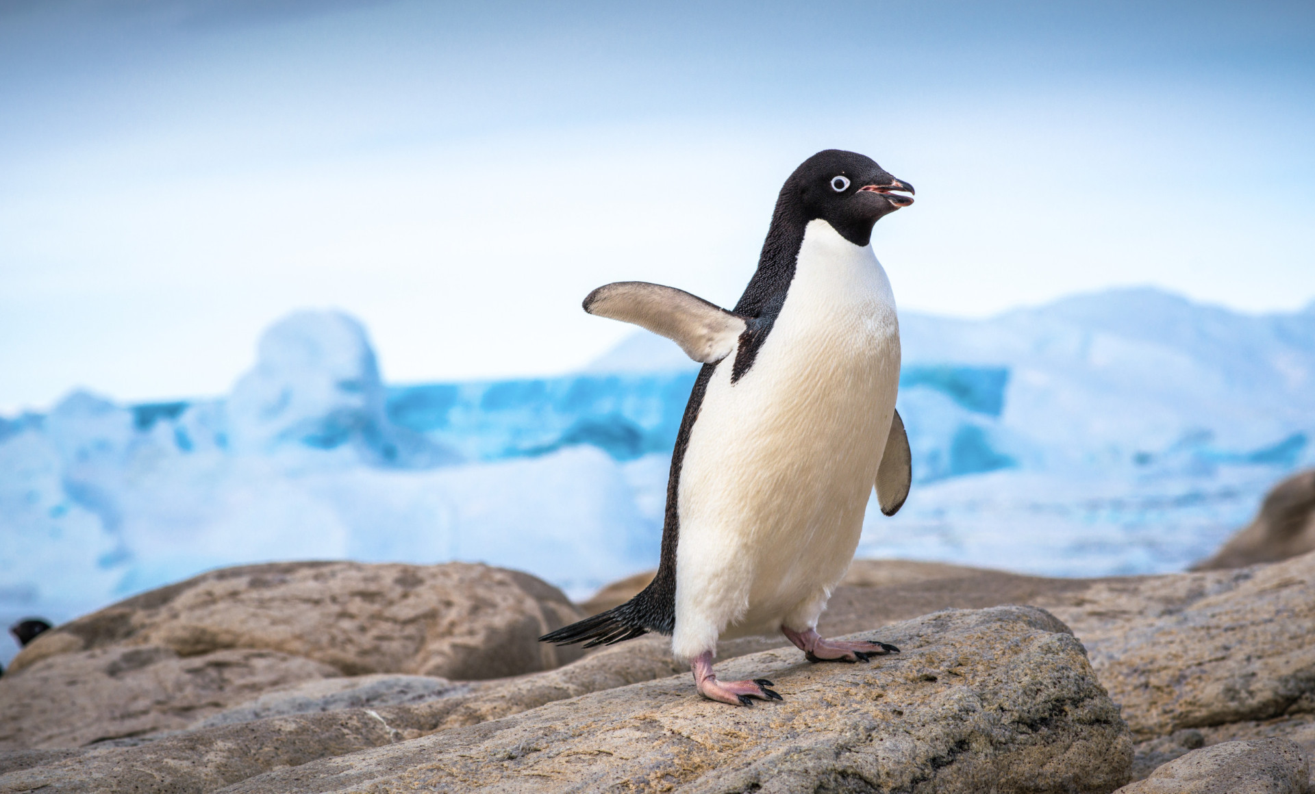 Precious penguin facts that will melt your heart