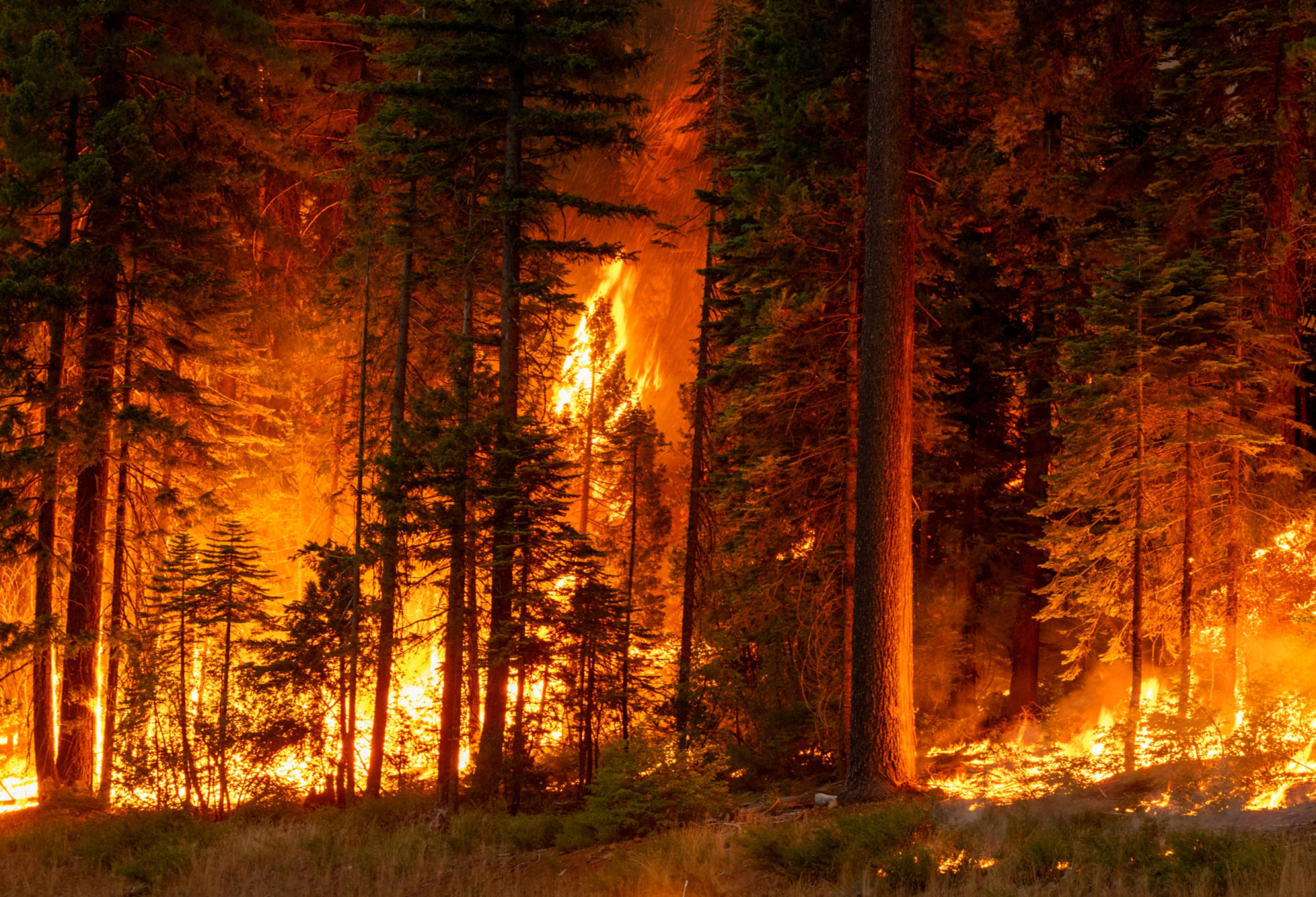 How do wildfires impact ecosystems?