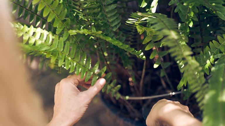 Garden Mistakes To Avoid Making When Using Ferns As Ground Cover