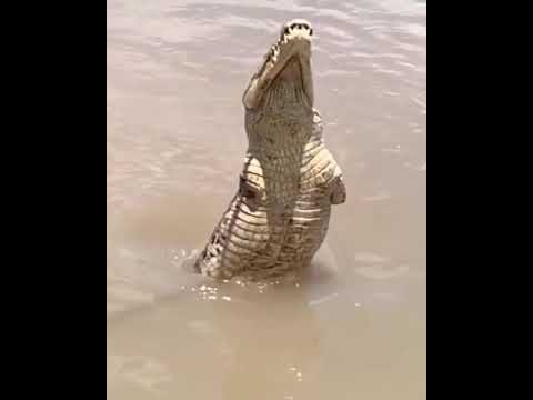 Courageous Crocodile Survives Without Forelegs in Australia