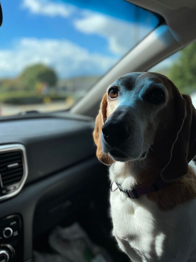 Colorado's Uber Dog Hits Star Status