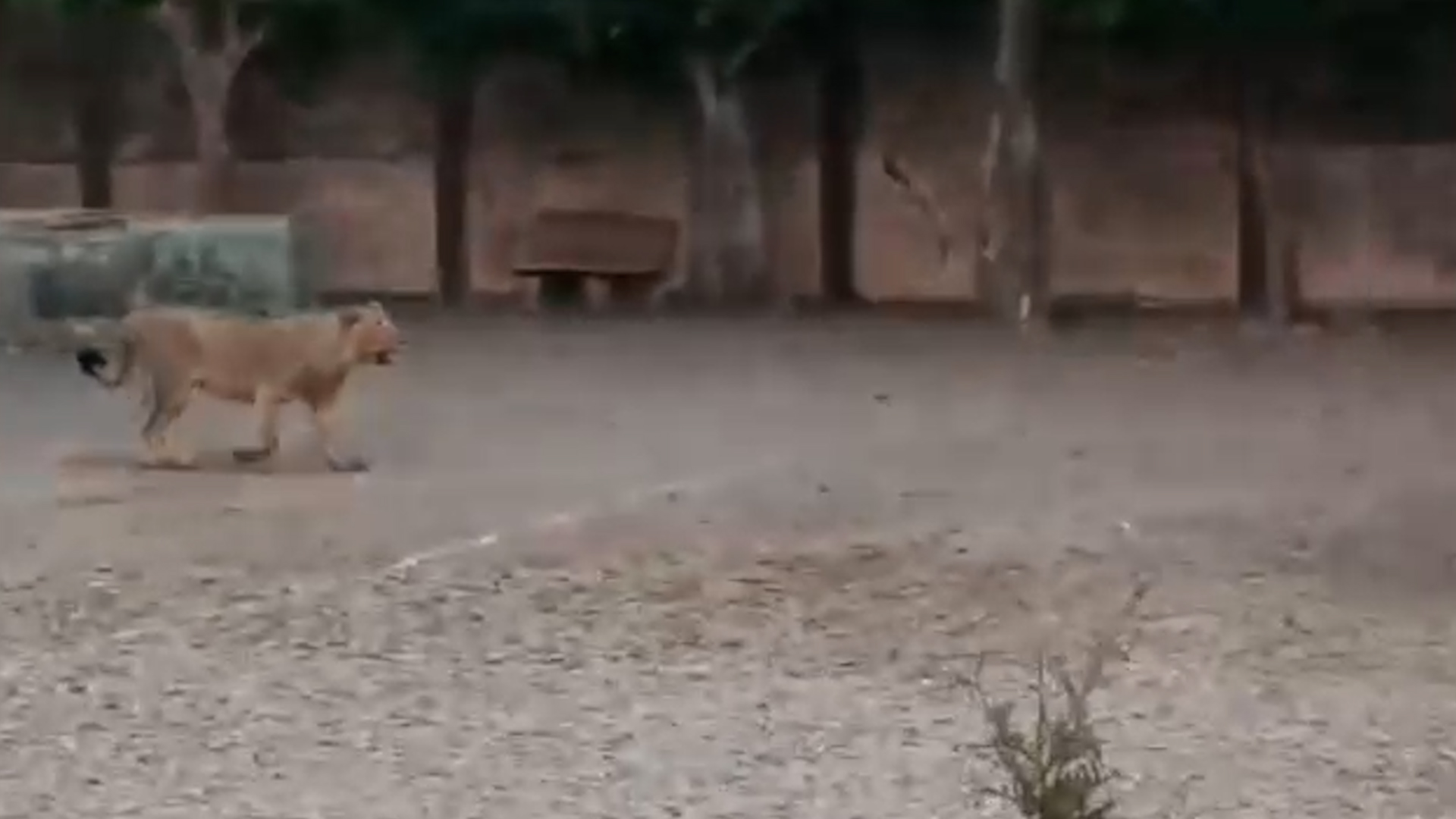 Terrifying moment lion breaks into school and feasts on prey in playground