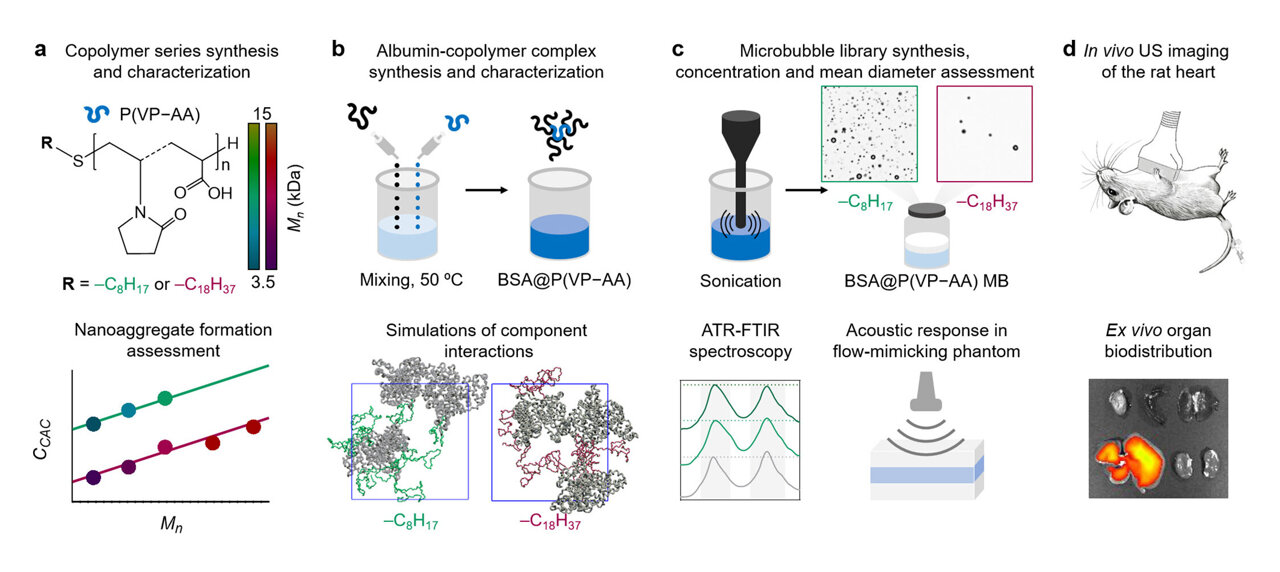 New contrast agent for ultrasound imaging tested to make medical ...
