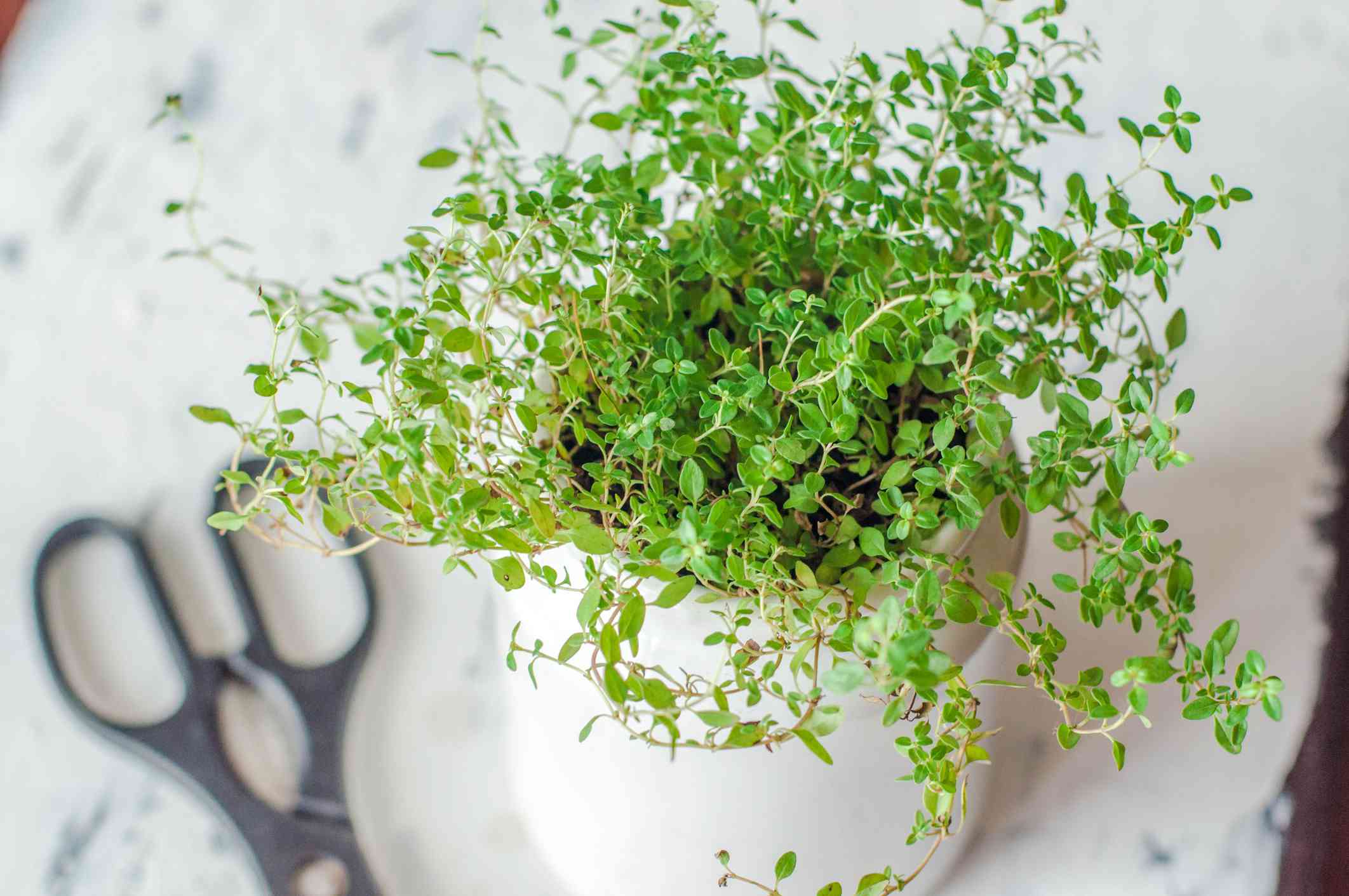 8 Tips to Propagate Herbs Like a Pro for Fresher Ingredients All Winter