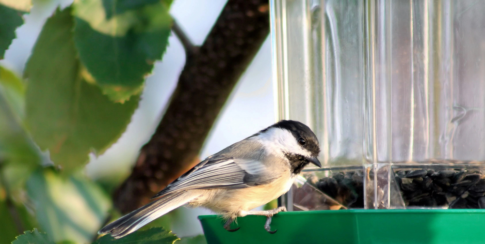 20 backyard wildlife habitat ideas that help local ecosystems