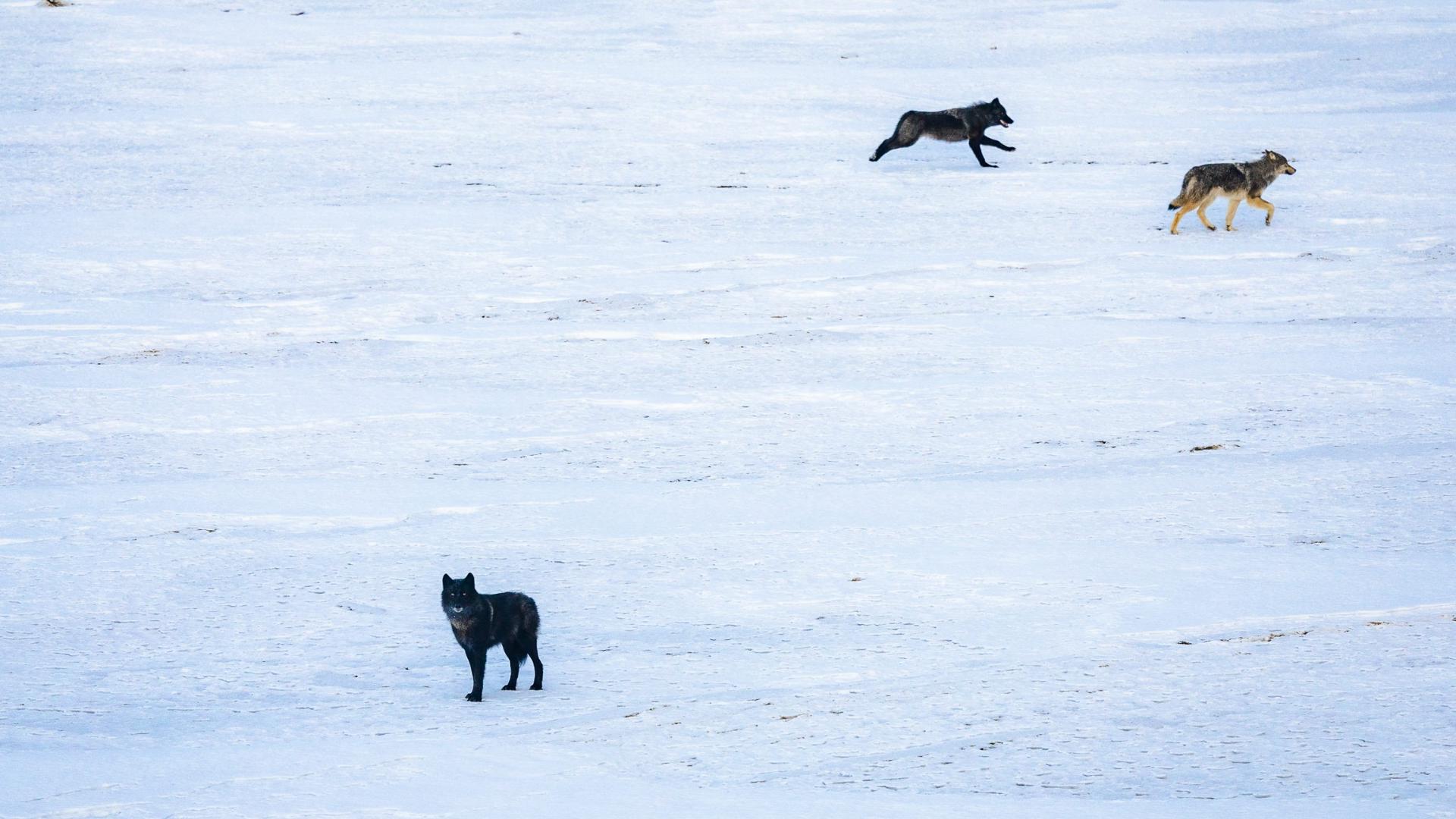Colorado State Senator Dylan Roberts (D), talks to 9NEWS about new wolf ...