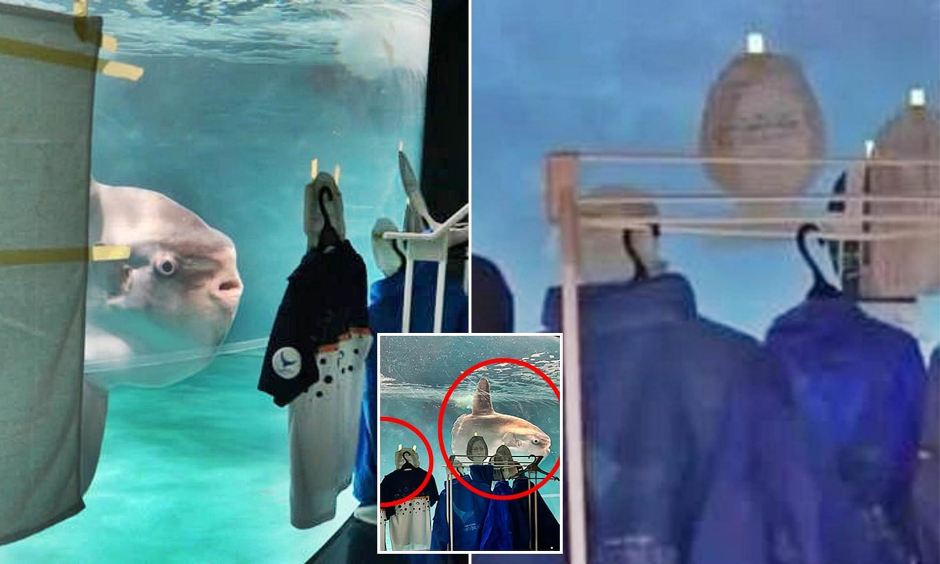 Ill sunfish that missed humans recovers from cardboard cut-outs